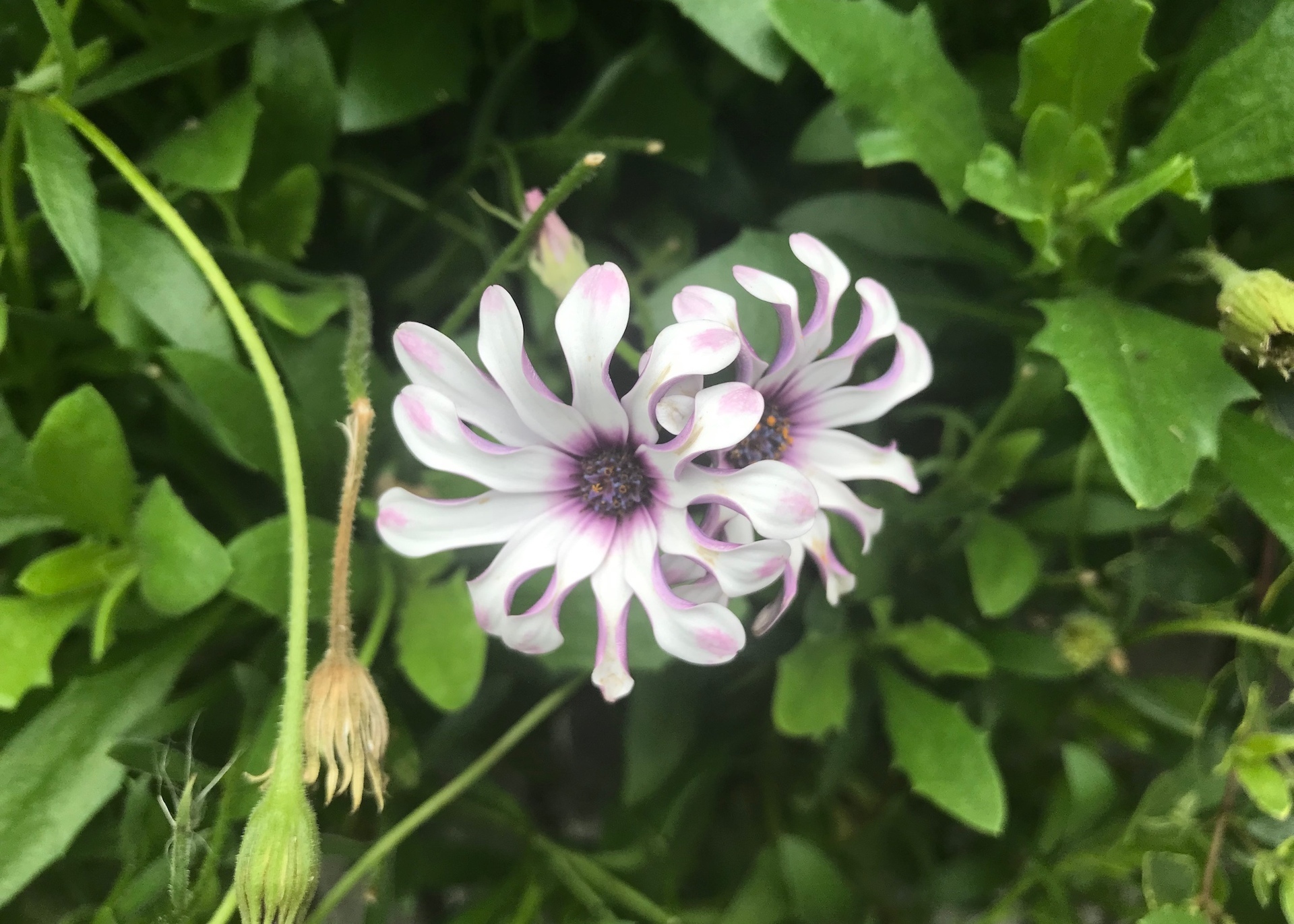 徒然に・・ 2025-5-24 Sat : fukugブログ